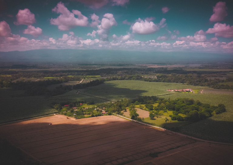 Celebrate Earth Day with Chestnut Hill Farms Pineapple