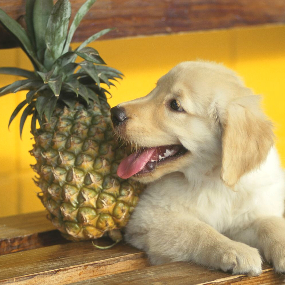 Can I Give My Puppy Pineapple