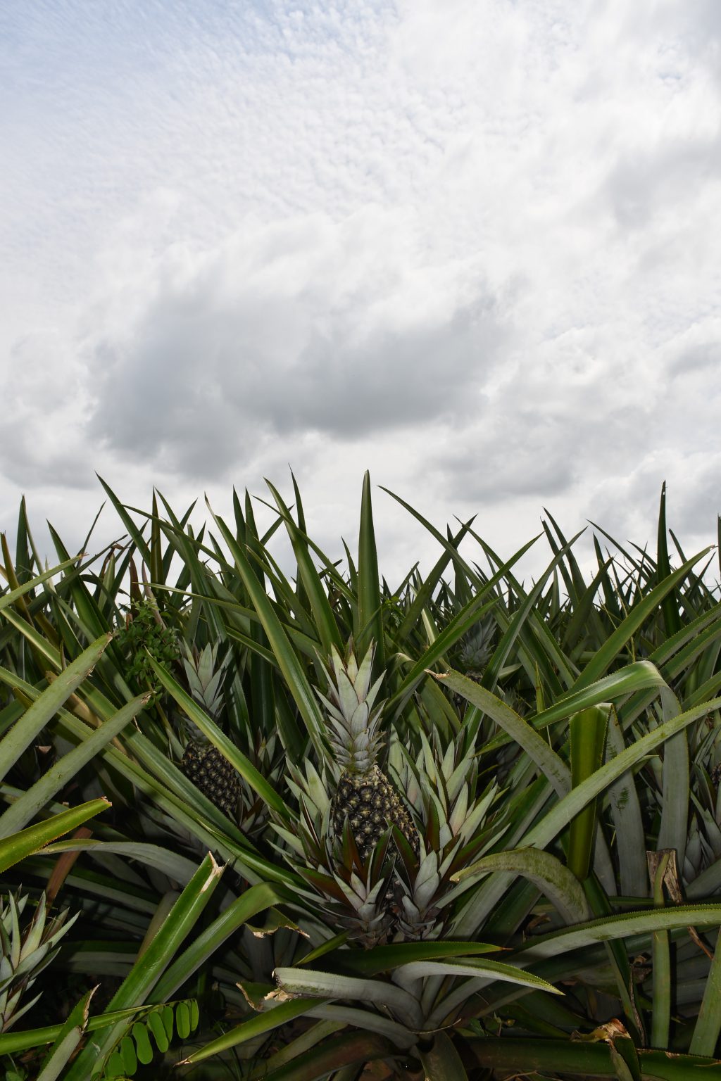 Pineapple Statistics and Fun Facts - Chestnut Hill Farms